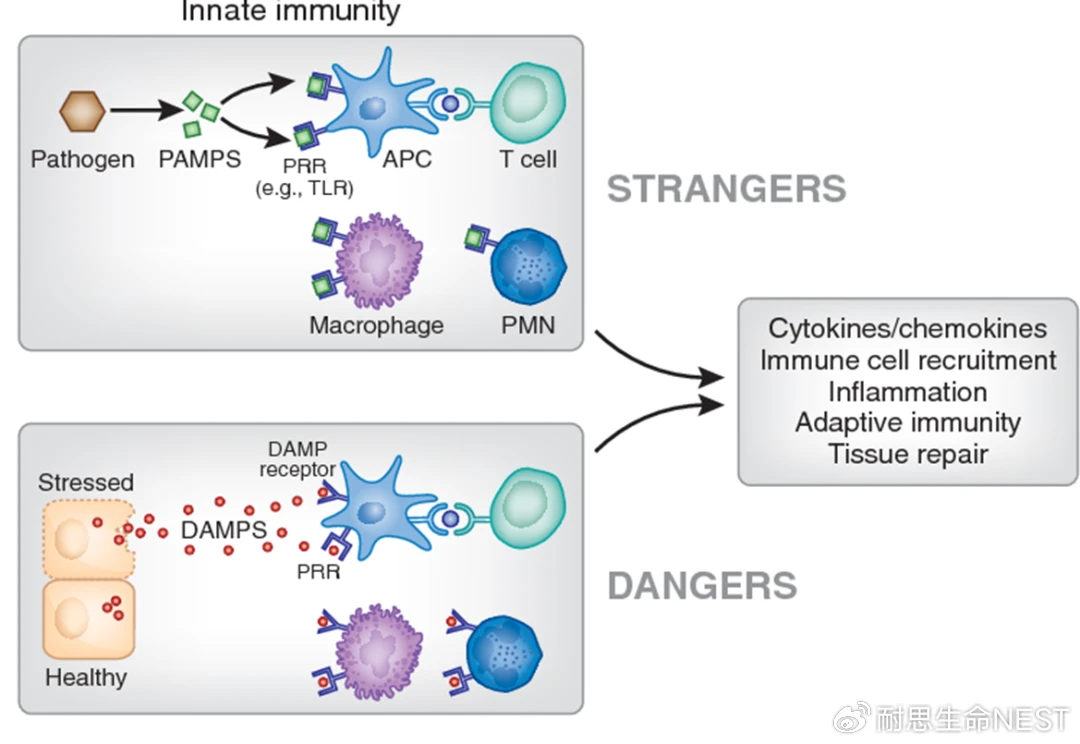 PAMPs和DAMPs：免疫反应的导火索 - 哔哩哔哩