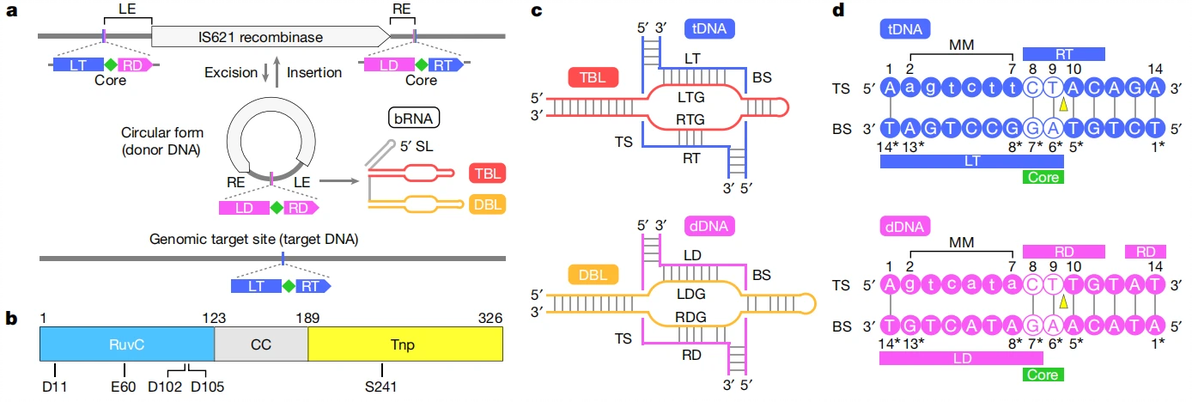 大片段基因敲入工具整理（排名不分先后，全随机） - 哔哩哔哩