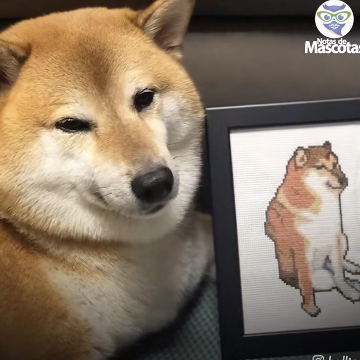 cheems本尊的一些头像（自截） - 哔哩哔哩