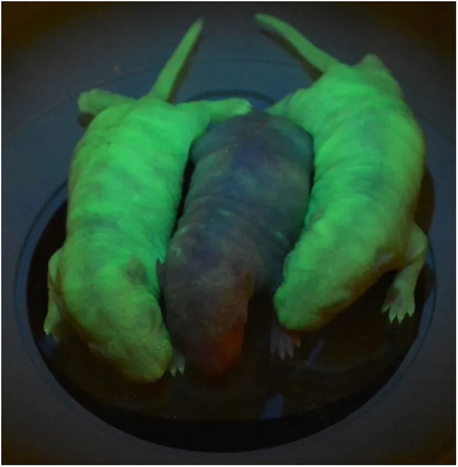 Cre报告基因品系 (Cre Reporter) - 哔哩哔哩