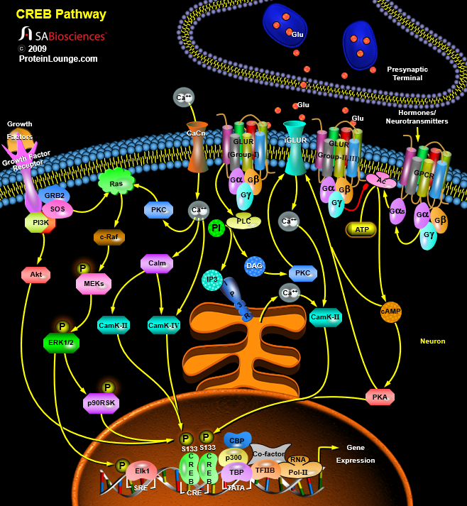 CREB Pathway - 哔哩哔哩
