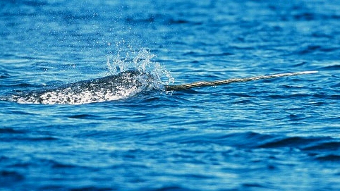 scp—654 雷之号角 - 哔哩哔哩