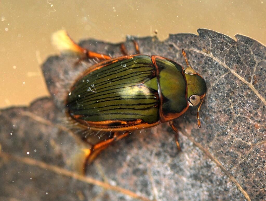 虫虫大作战(bugbits)物种原型一览 - 哔哩哔哩