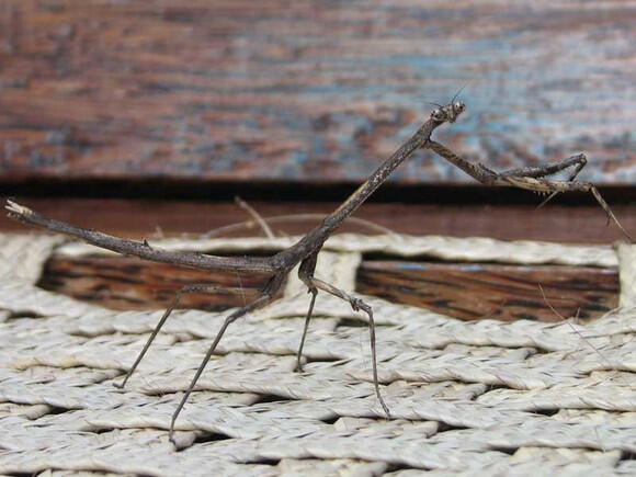 螳总科，最后一个， Mantoidea - 哔哩哔哩