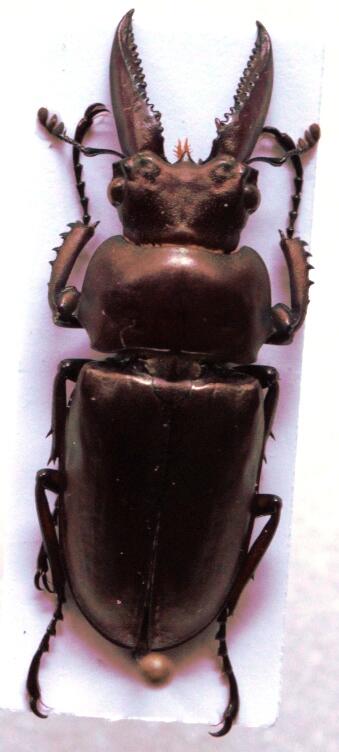 锹甲科-亚科与属整理（上篇） - 哔哩哔哩