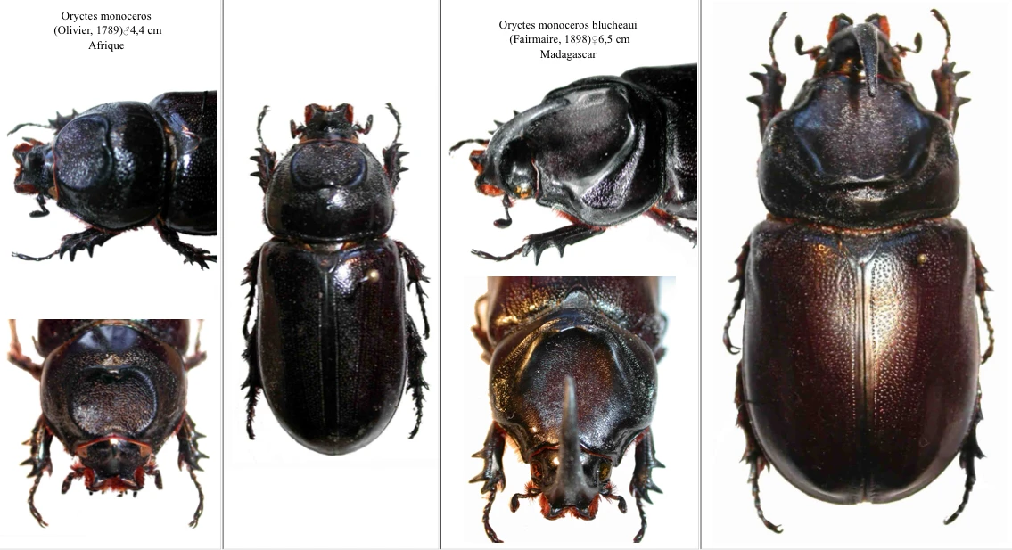 蛀犀金龟属全物种科普 - 哔哩哔哩