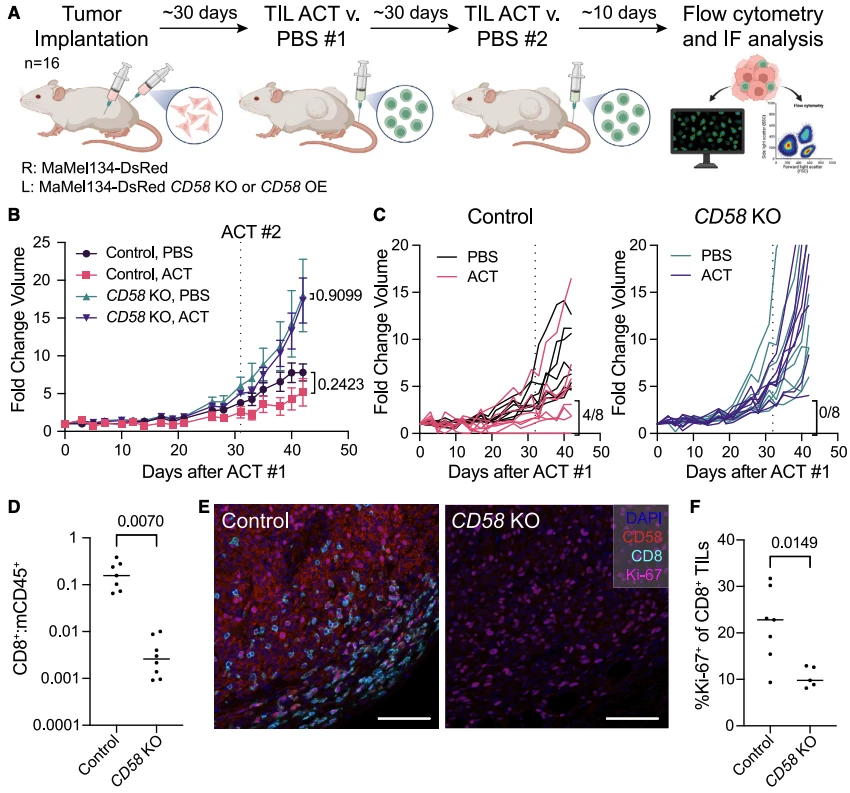 Cancer Cell | CD58（LFA-3）缺失通过促进CMTM6上调PDL1抑制抗肿瘤免疫 - 哔哩哔哩