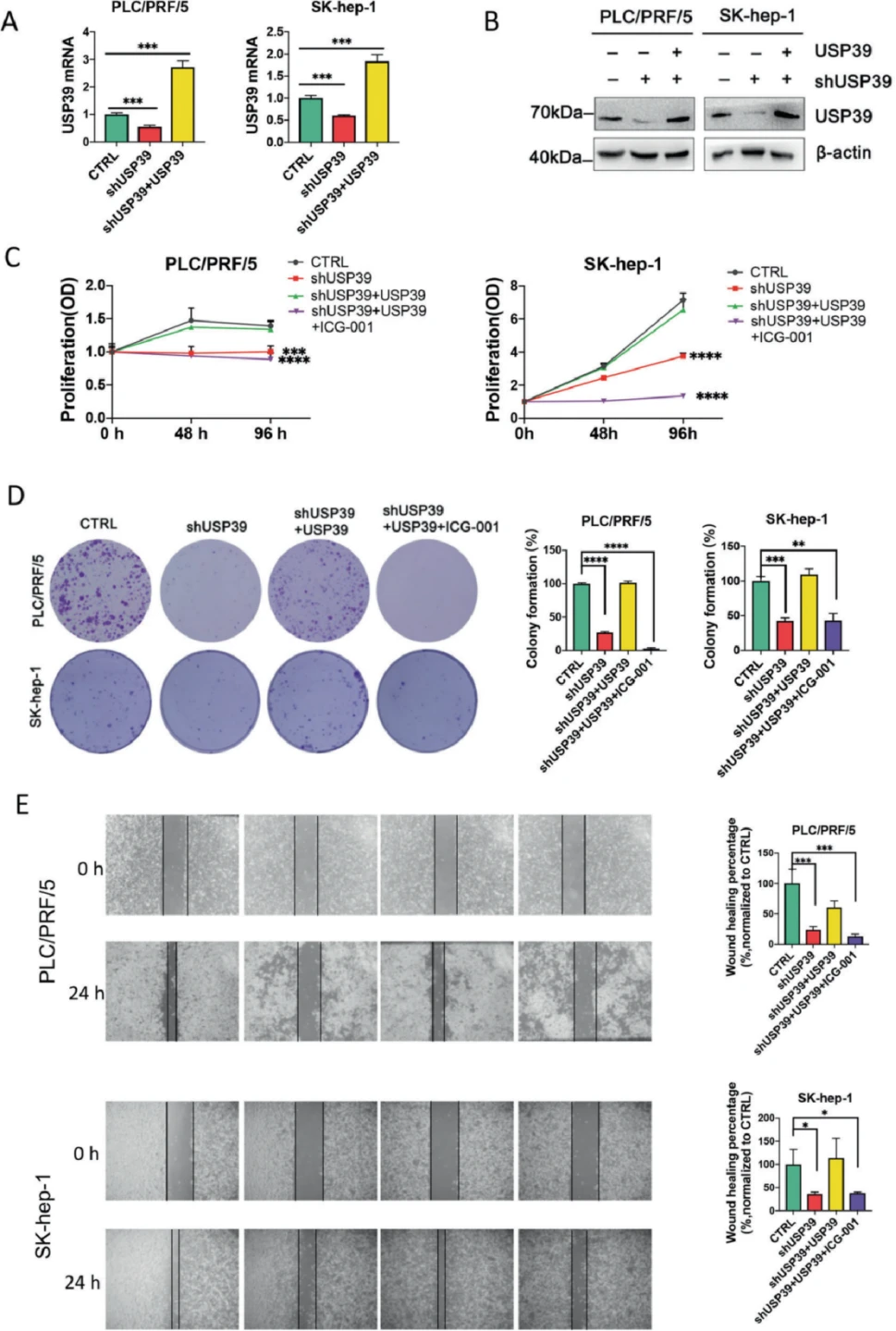 USP39通过去泛素化稳定β-catenin并抑制E3连接酶TRIM26前RNA的成熟，促进HCC的进展 - 哔哩哔哩