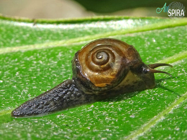 按总科盘点“陆螺”——陆生非柄眼类腹足类（上） - 哔哩哔哩