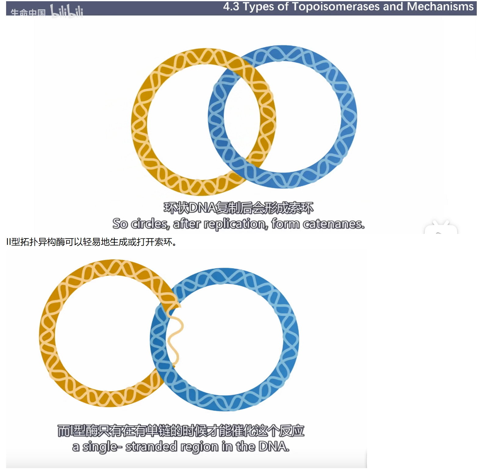 MIT 分子生物学 part1 4.3 DNA拓扑异构酶的类型与原理 - 哔哩哔哩