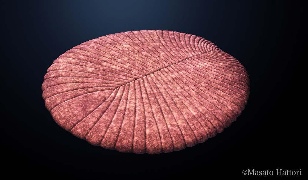 27 埃迪卡拉纪：白雪深藏百花瓣——白海 - 哔哩哔哩