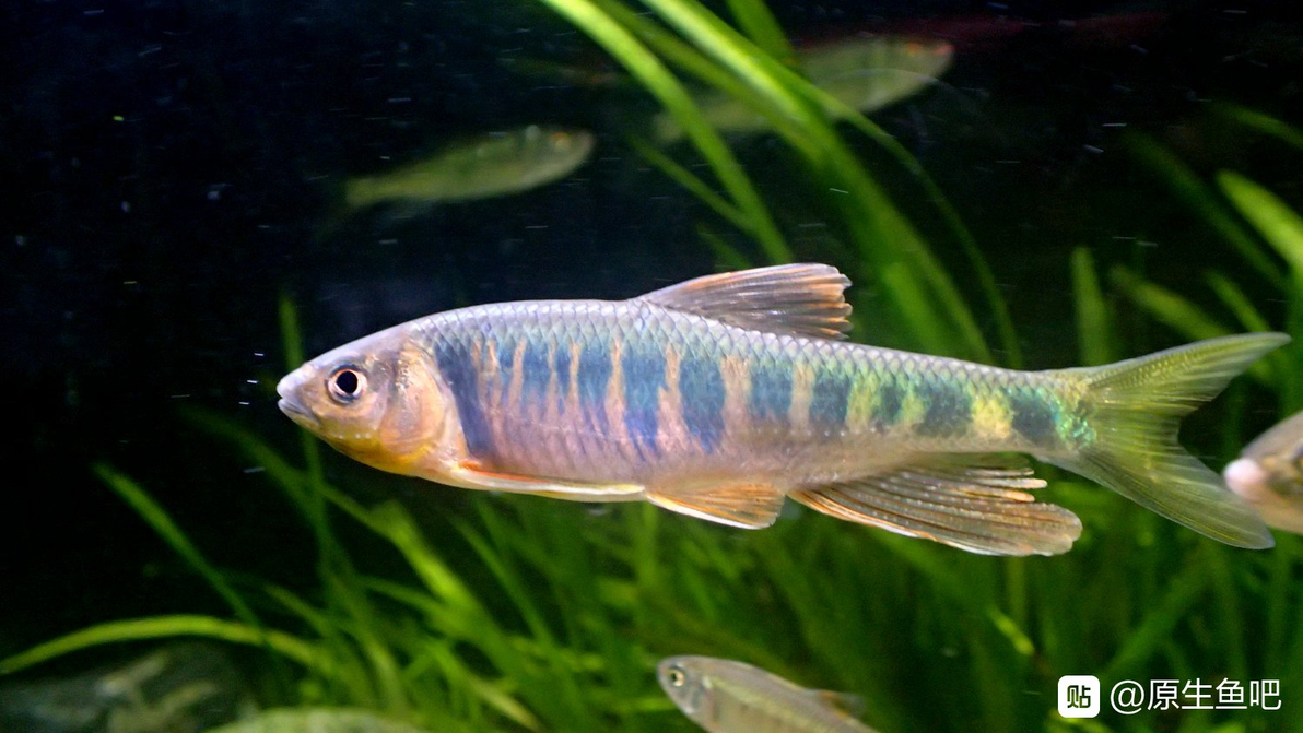 杂鱼的疑云——马口鱼属Opsariichthys种团的整理 - 哔哩哔哩