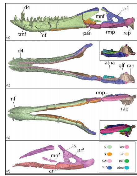 【鳄类天演史】（三）:鳄鱼历史的“中古时代” - 哔哩哔哩