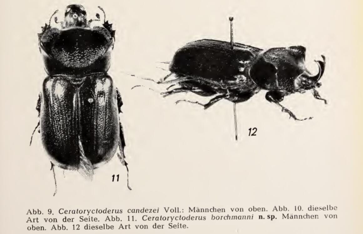 蛀犀金龟族全物种资料整理(上) - 哔哩哔哩