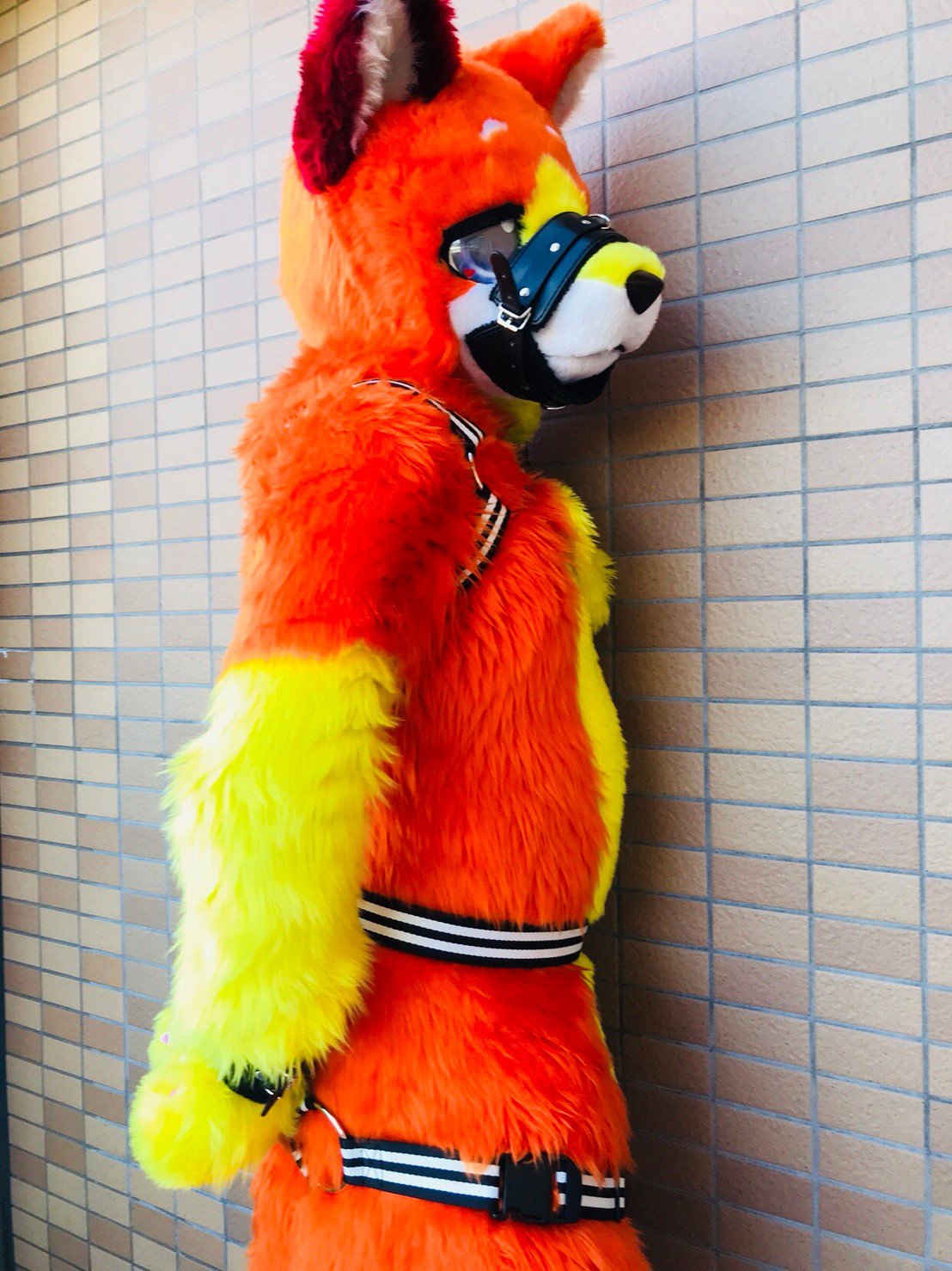 个人收集的Furry图片第⑨弹 - 哔哩哔哩