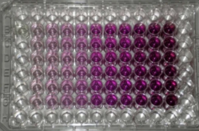 一文读懂CCK-8/MTT - 哔哩哔哩