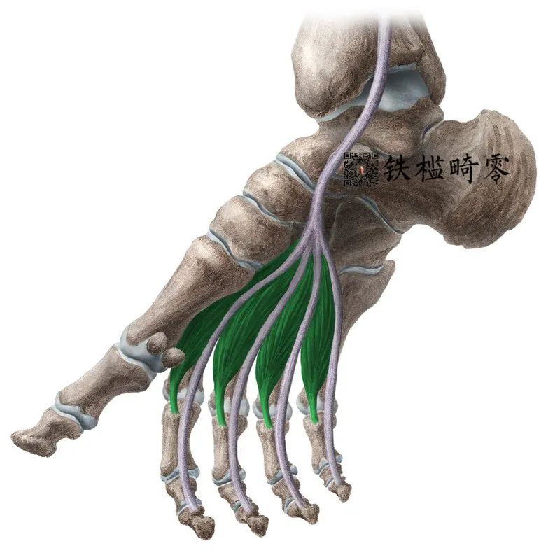 脚趾屈曲与哪些肌肉有关 - 哔哩哔哩