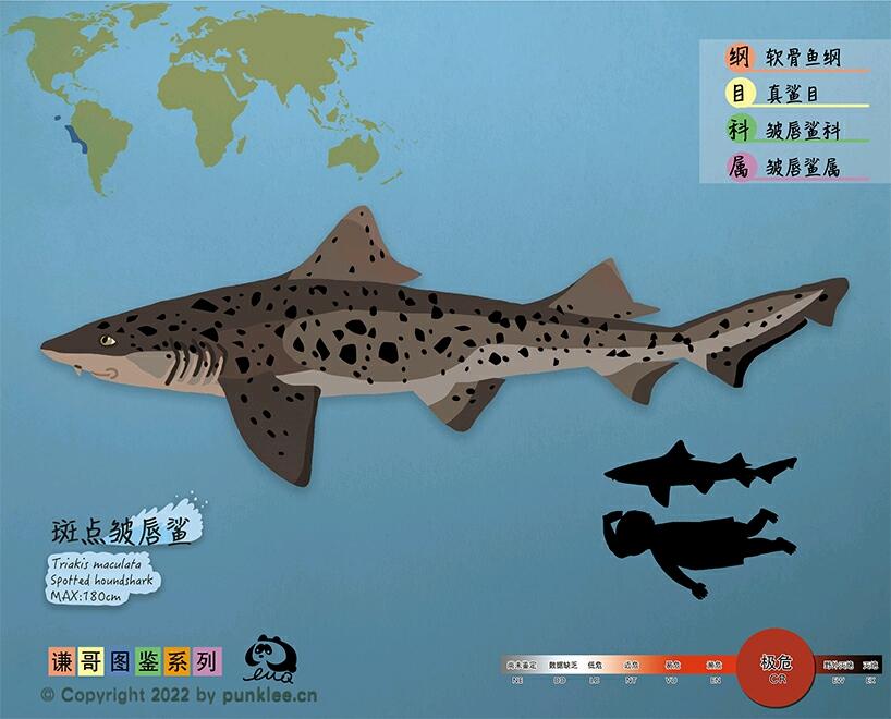 鲨鱼的大体分类――（三）:中 - 哔哩哔哩