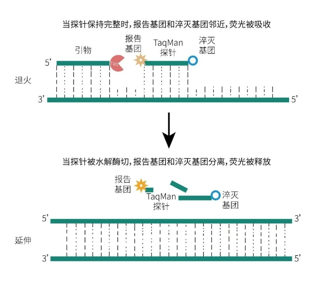 干货 | 关于TaqMan探针法qPCR，你想知道的都在这 - 哔哩哔哩