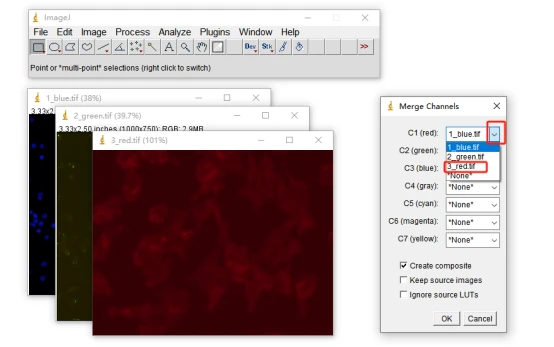 Image J一键merge合规靠谱的多色荧光图 - 哔哩哔哩