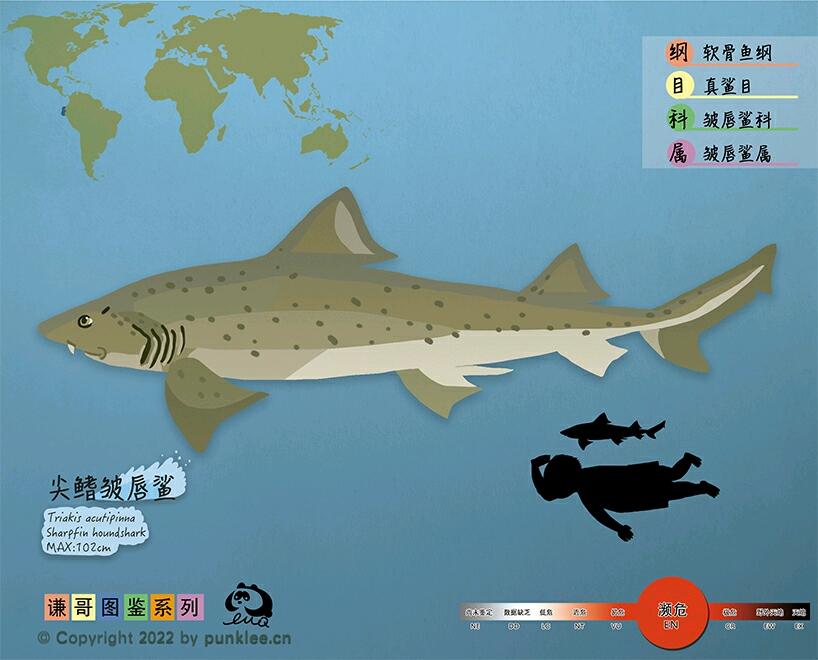 鲨鱼的大体分类――（三）:中 - 哔哩哔哩