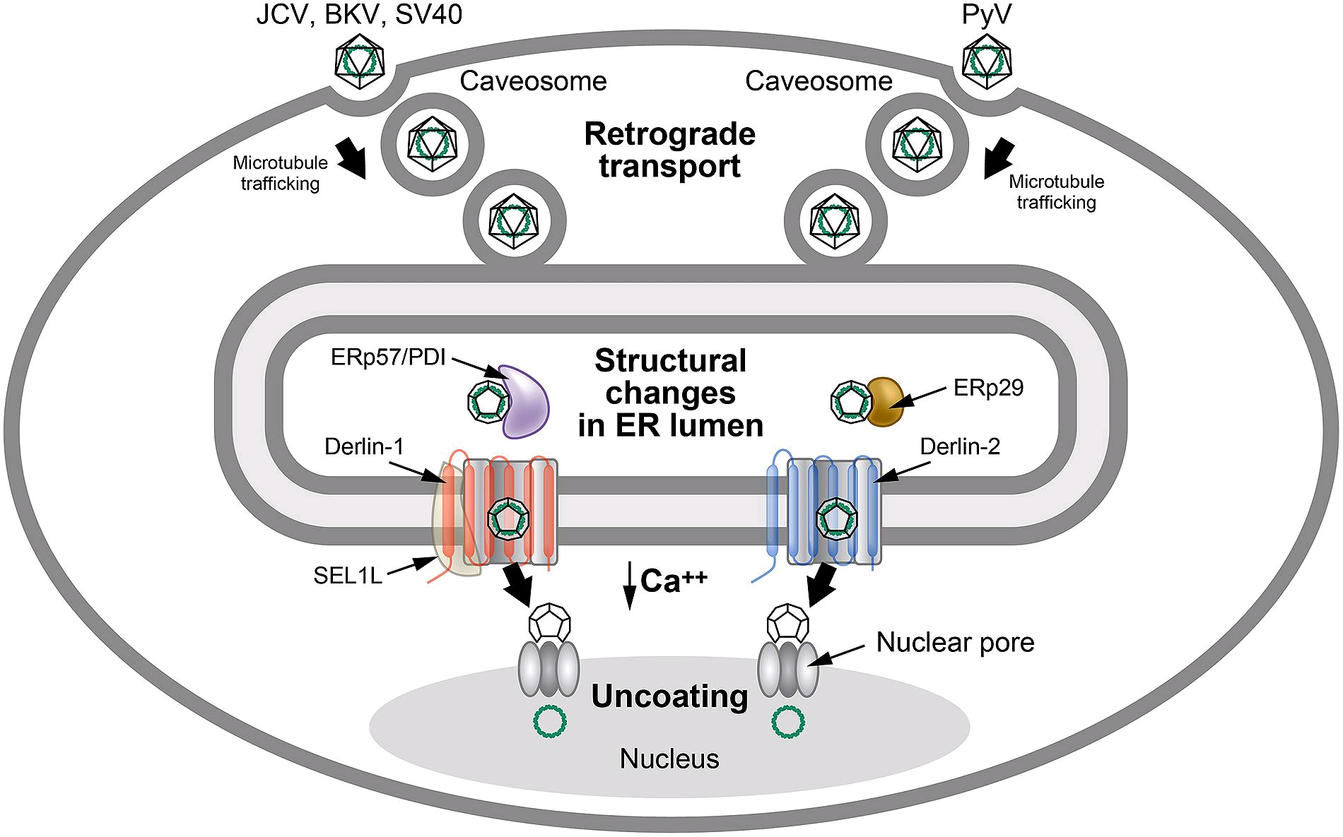 经典的多瘤病毒——SV40 - 哔哩哔哩