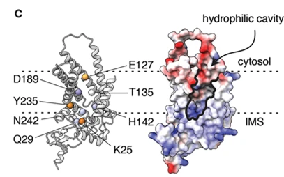 Science | 鉴定到一个新的线粒体外膜蛋白插入酶MTCH2 - 哔哩哔哩