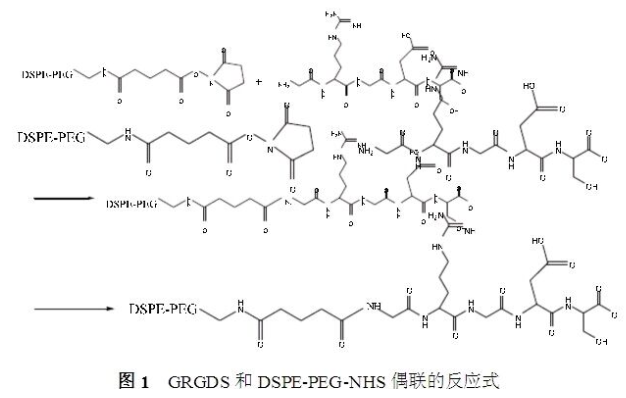 DSPE-PEG-NHS与GRGDS的连接示意图介绍 - 哔哩哔哩