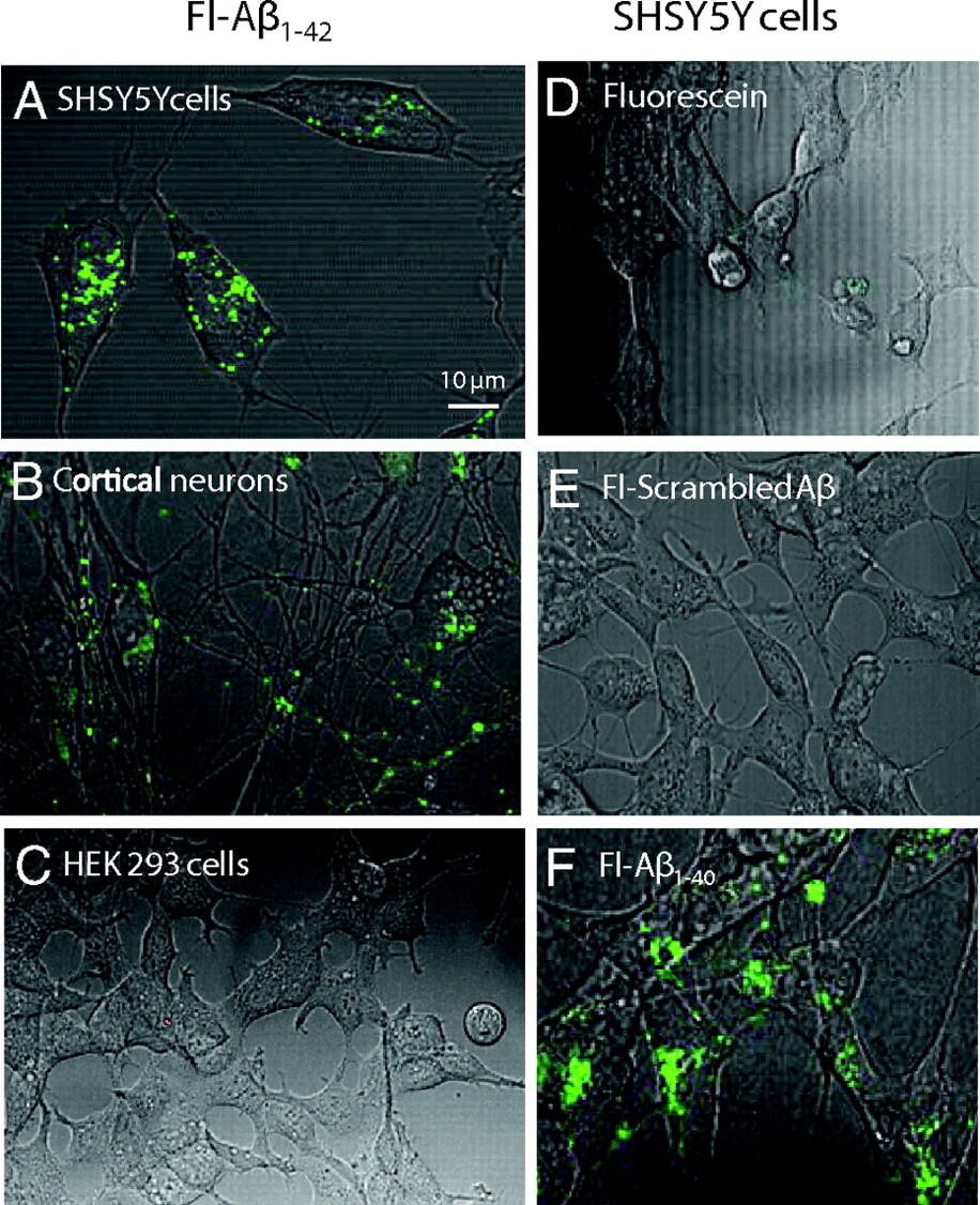 FITC-Beta-Amyloid 1-42 | Beta-Amyloid 1-42, FITC Labeled | FITC- - 哔哩哔哩