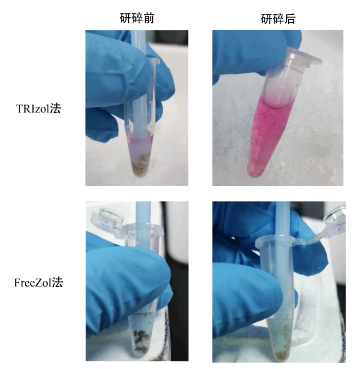 手把手教学——RNA提取的实验步骤&注意事项 - 哔哩哔哩