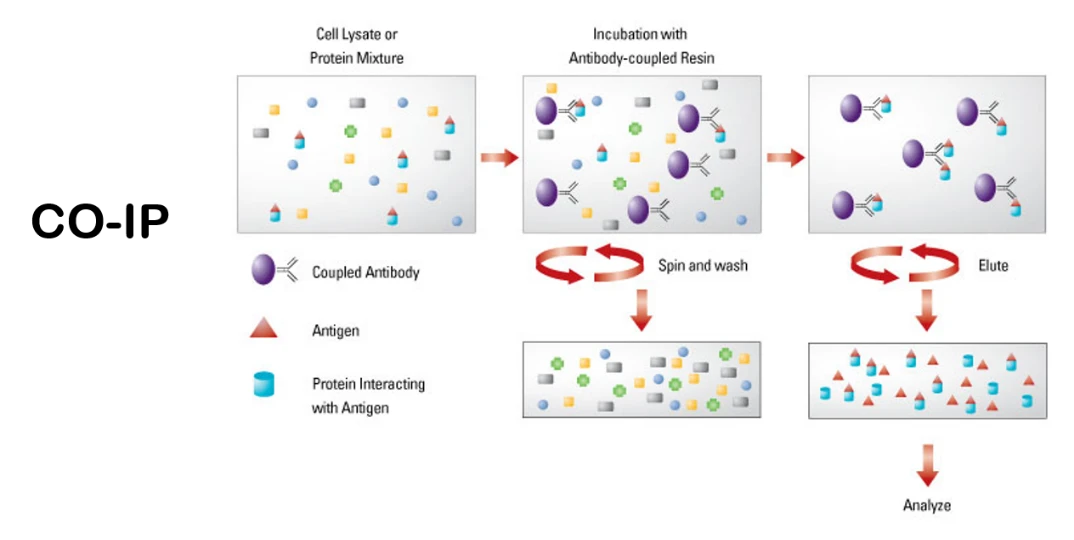 IP VS Co-IP VS Pull-down 学习笔记 - 哔哩哔哩
