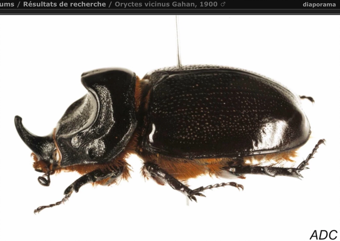 蛀犀金龟属全物种科普 - 哔哩哔哩