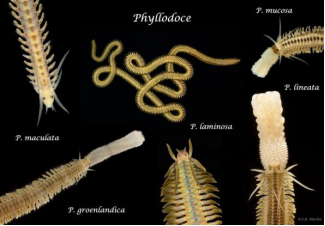 多毛纲专题：系统的认识多毛动物的结构（1） - 哔哩哔哩