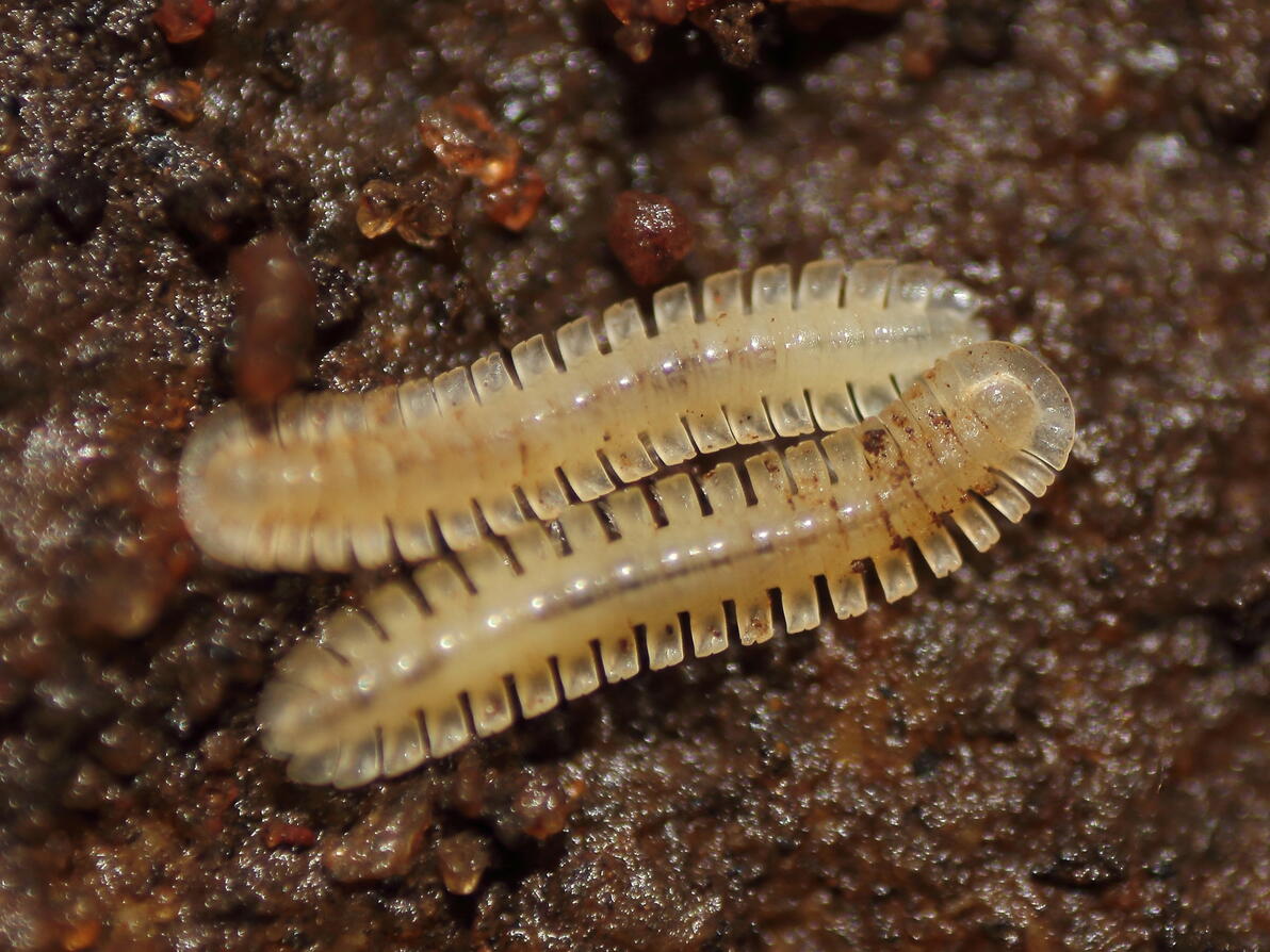 【Diplopoda】 千足百态: 现生马陆大观 译名分类图鉴（二） - 哔哩哔哩