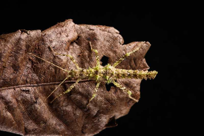 国内原产与国内流通竹节虫食材汇总（2020年6月版） - 哔哩哔哩