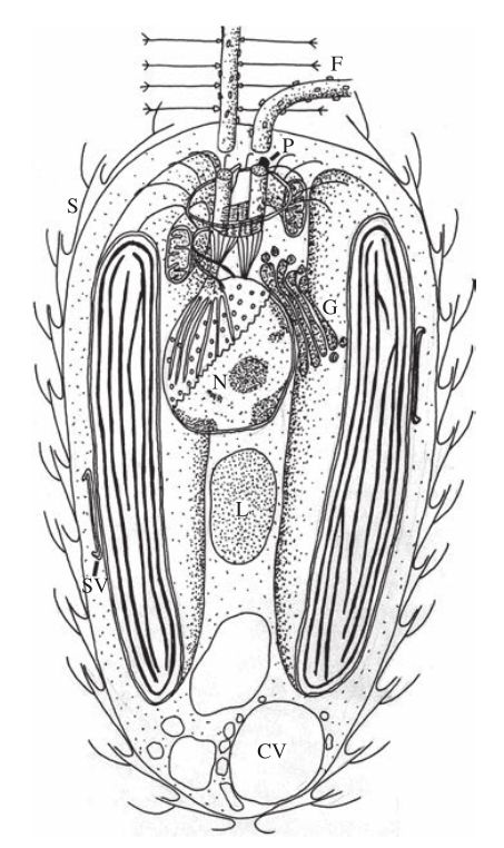 色藻界E04——黄群藻纲（Synurophyceae） - 哔哩哔哩