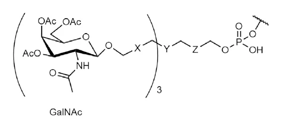 【AmBeed解析】GalNAc-RNA药物递送系统：高效递送，精准靶向 - 哔哩哔哩