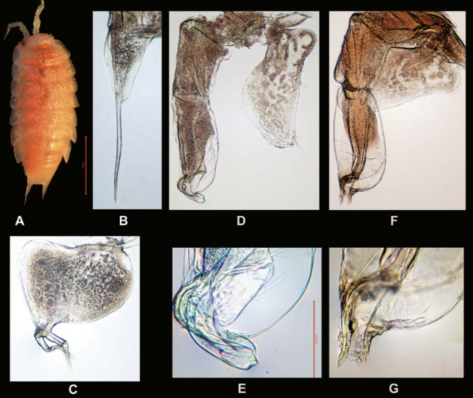 关于Trichoniscoides 似毛潮虫属分类现状的部分状况（大西洋群和比利牛斯群） - 哔哩哔哩