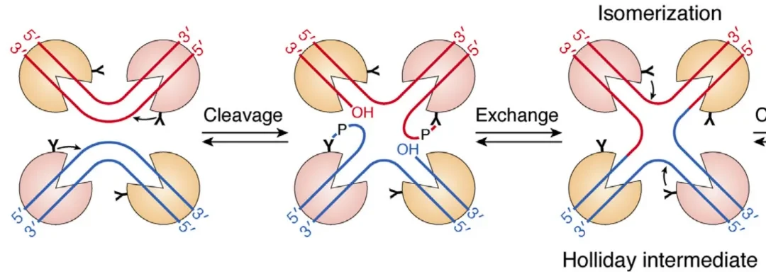 一文搞懂Cre-loxP条件性基因编辑 - 哔哩哔哩