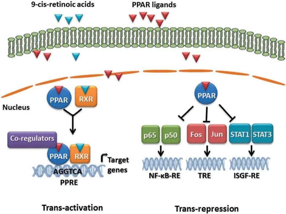 【AmBeed解析】PPAR：一个靶点，千种可能 - 哔哩哔哩