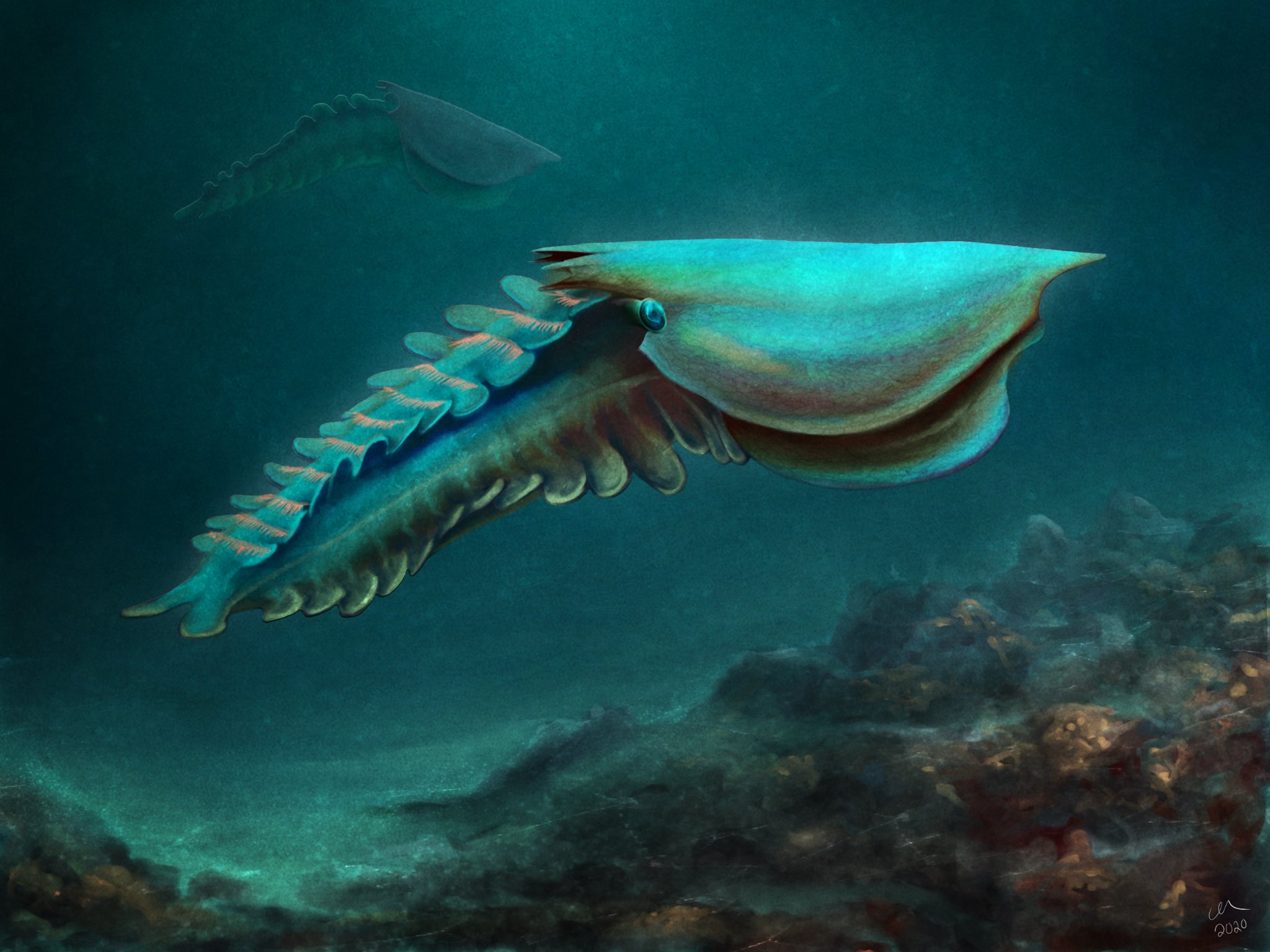 关于射齿类（Radiodonta）的系统发育及分类简介（下） - 哔哩哔哩