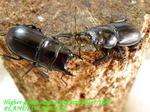 真假扁锹 - 哔哩哔哩