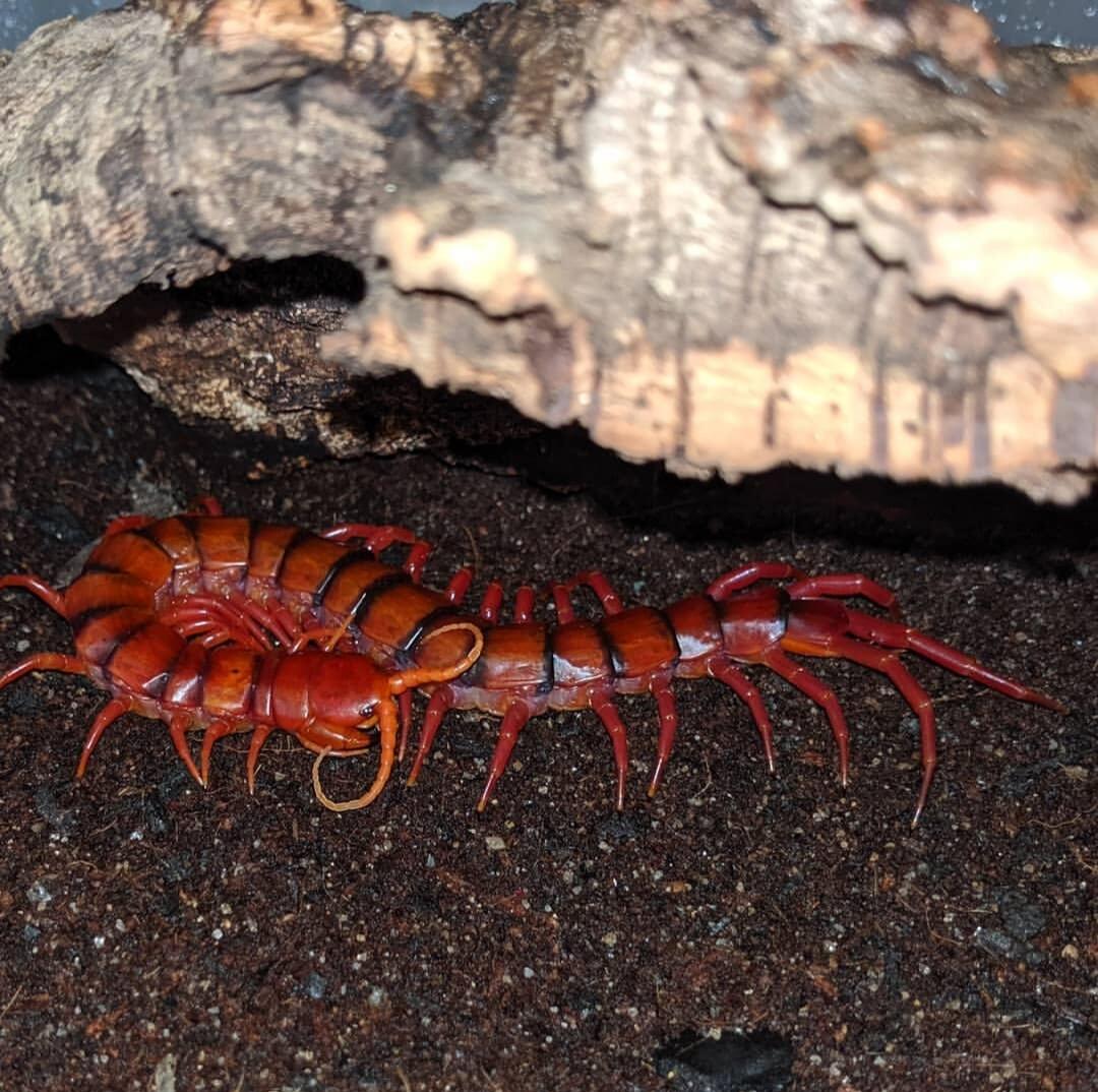 东南亚的蜈蚣科,Scolopendridae的科普 - 哔哩哔哩