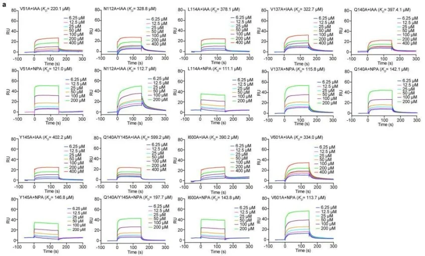 膜蛋白与小分子互作：SPR及ITC技术助力揭示生长素极性运输机制 - 哔哩哔哩