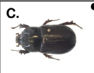 蛀犀金龟属全物种科普 - 哔哩哔哩
