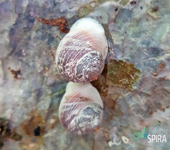 按总科盘点“陆螺”——陆生非柄眼类腹足类（上） - 哔哩哔哩