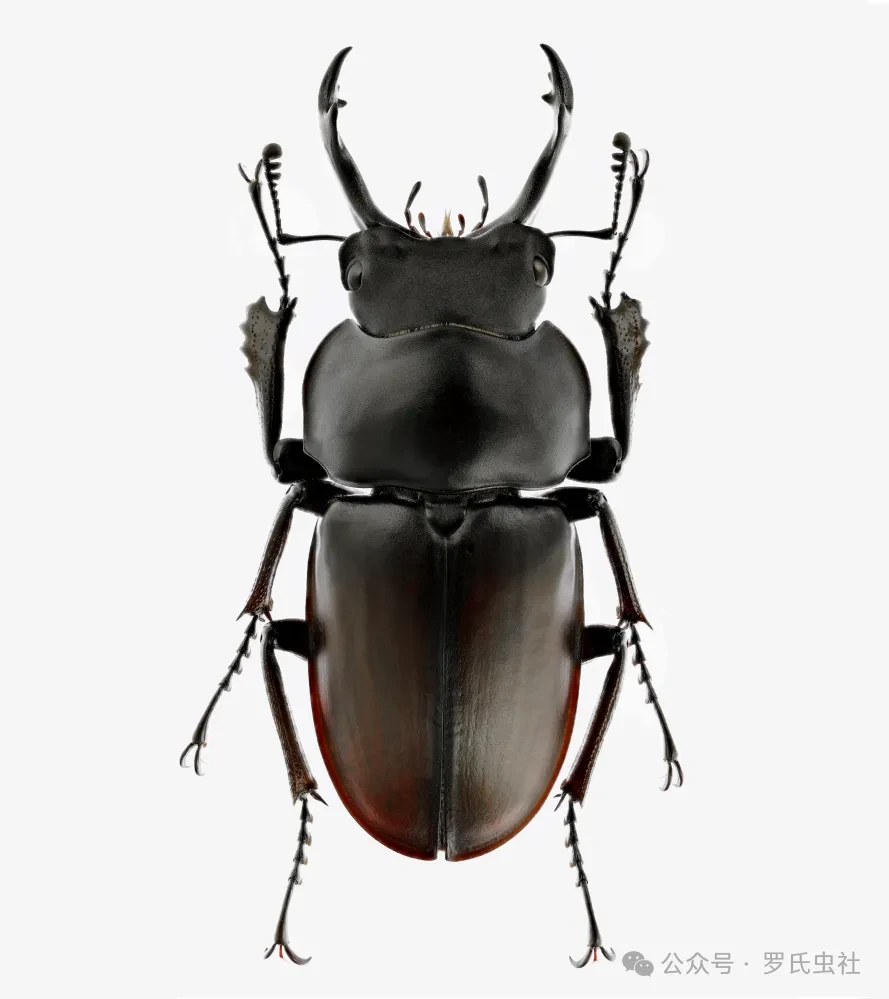 2024年第11期：圆翅锹属更新啦！新种：叶茂圆翅锹（Neolucanus yemaoi） - 哔哩哔哩