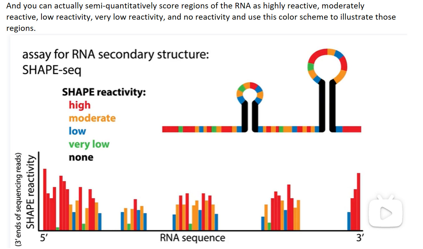 MIT 分子生物学 part3 5.7 Assays for RNA Structure,DMS-seq and SHAPE-s - 哔哩哔哩