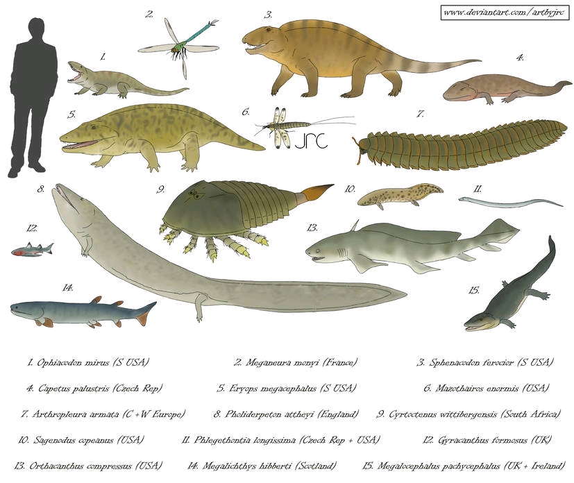 分享古生物图片 - 哔哩哔哩