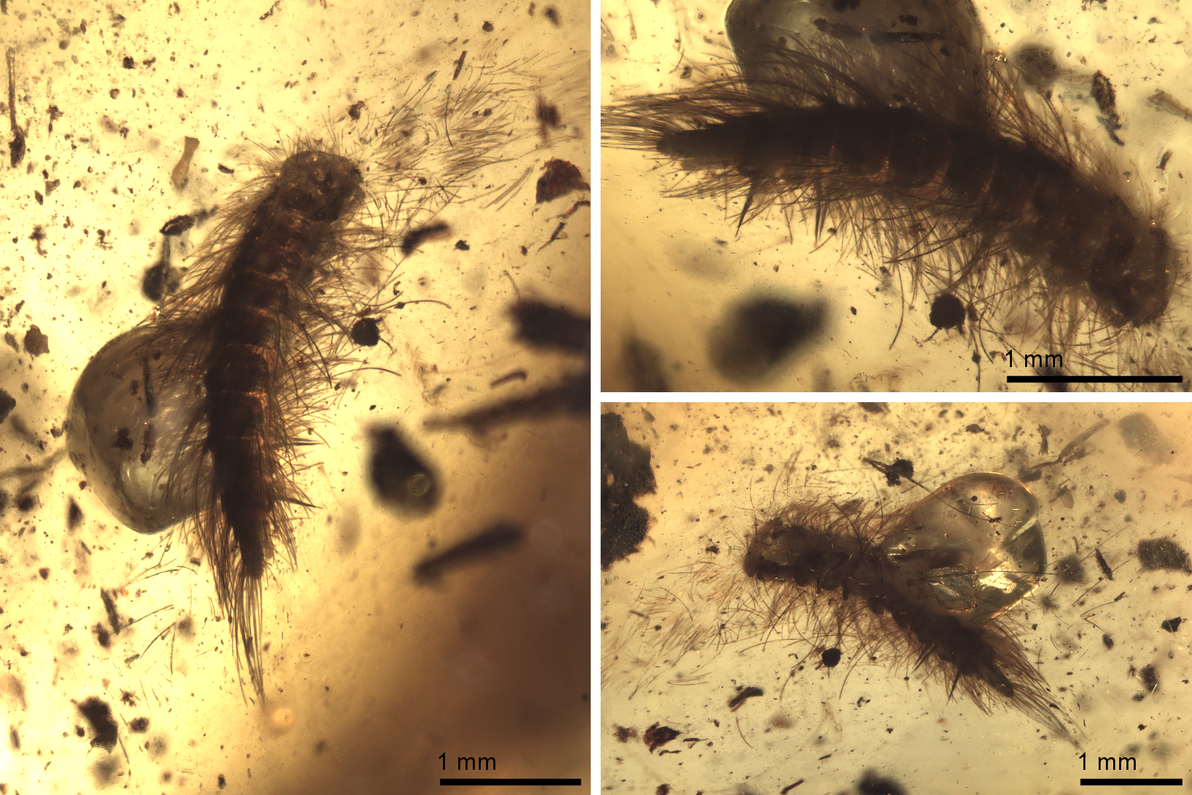 【Diplopoda】 千足百态: 现生马陆大观 译名分类图鉴（一） - 哔哩哔哩